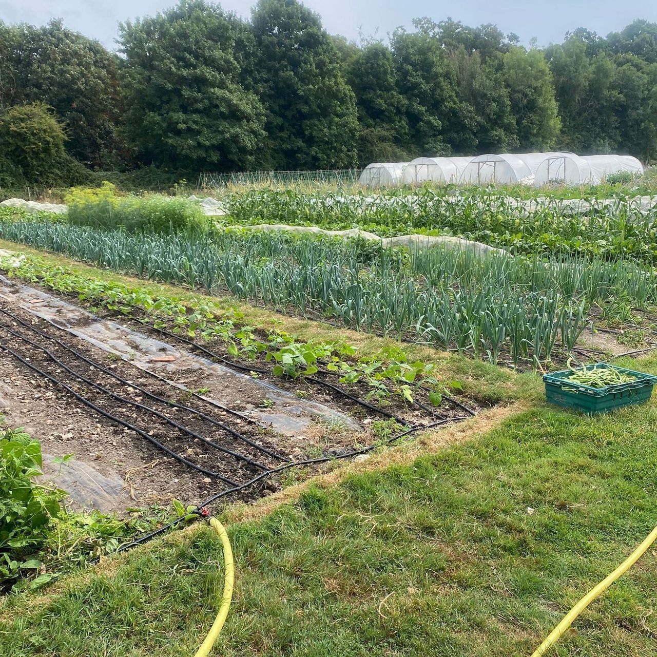 Market garden, micro bakery, cut flower farm/Florist , farm shop - WWOOF UK