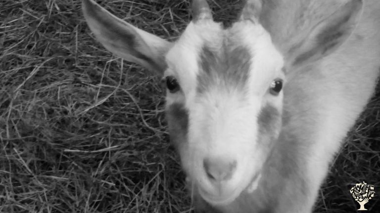 Family Farm - WWOOF UK