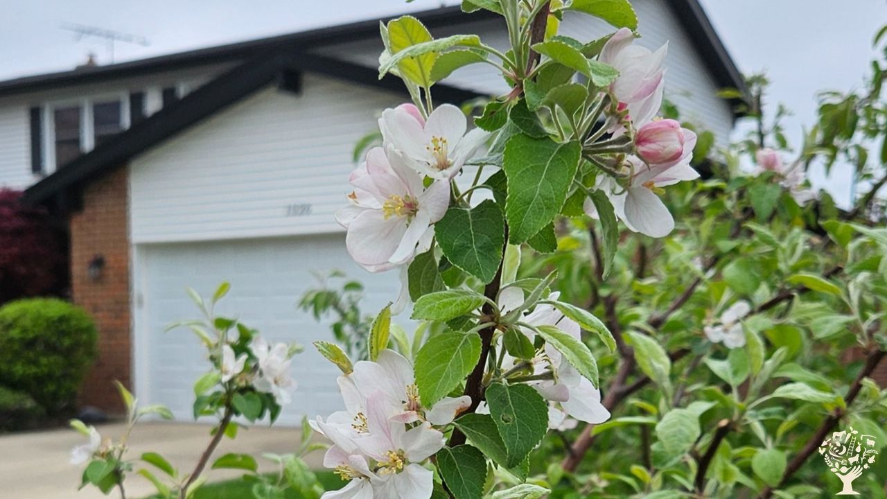 A unique WWOOF experience: Suburban, woman-operated food forest outside ...