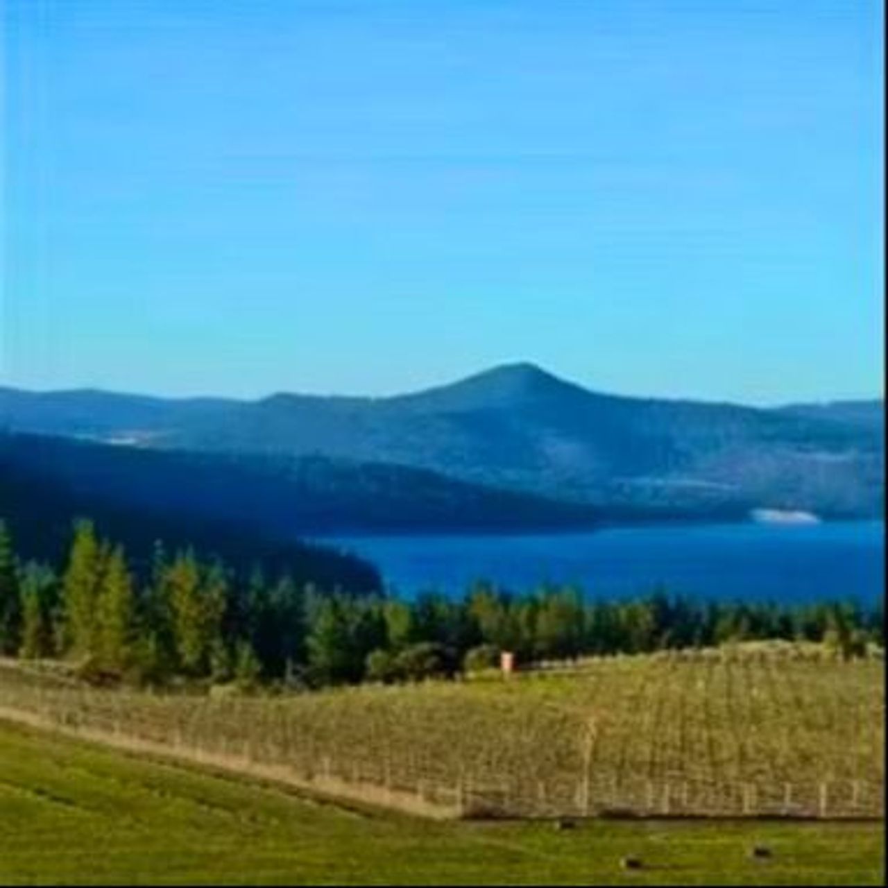 Vineyard, winery and hay with animals and garden on banks of Columbia ...