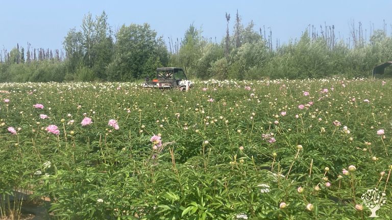 Beautiful Alaskan peony farm on 25 acres - WWOOF USA