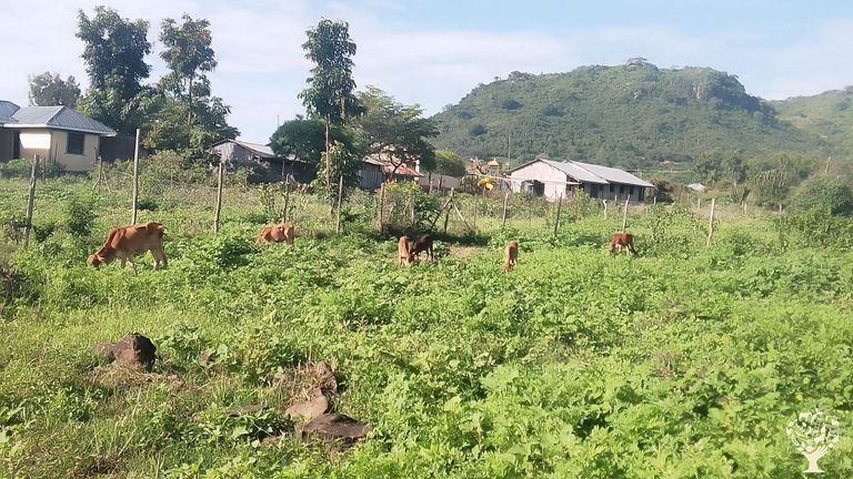 Eldo is an organic farm located in ELDORET and has its branches in ...