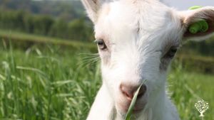 Farm - WWOOF UK