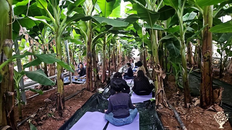 친환경 과수 교육농장 / Eco-friendly Fruit Farming Education Center - WWOOF Korea