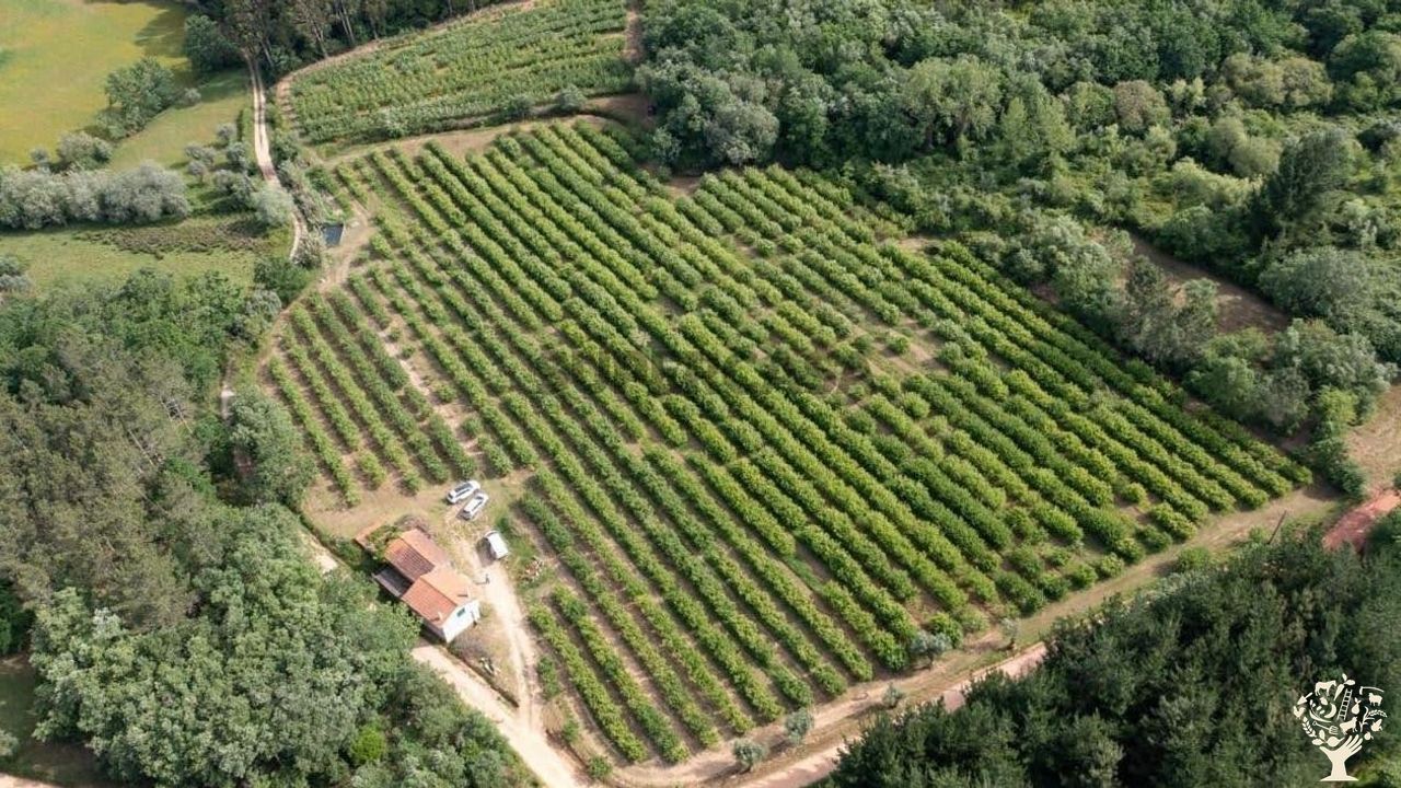 Horses & Reganerative Apple orchard - WWOOF Portugal