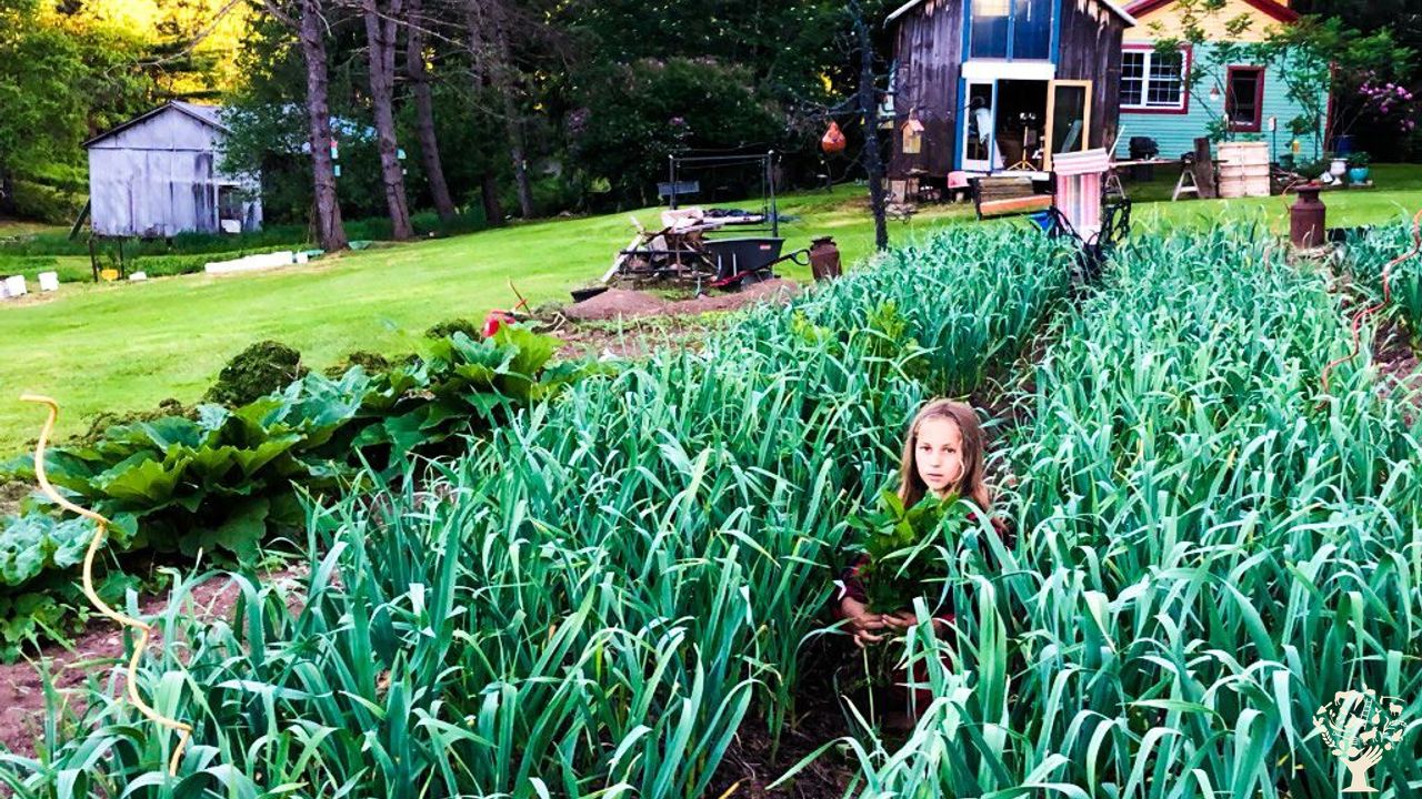 Sleep under the stars on this beautiful organic vegetable farm - WWOOF USA