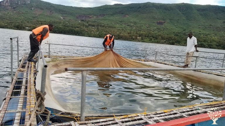 Aquaculture, olericulture and pomoculture farm - WWOOF Independents