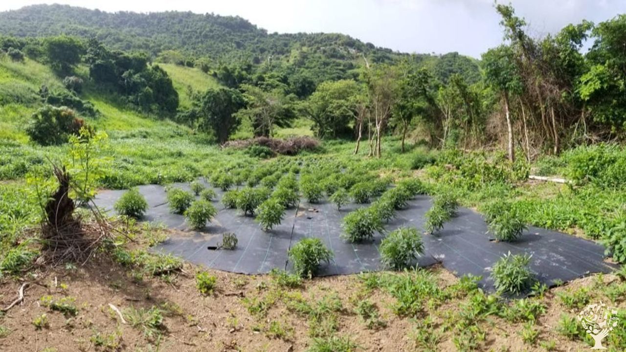 Organic Family Farm in the Rainforest of the US Virgin Islands - WWOOF USA