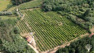 Horses & Reganerative Apple orchard - WWOOF Portugal