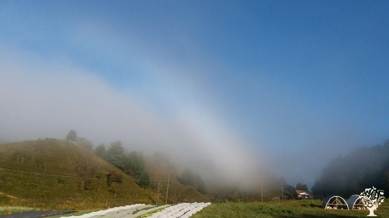 Small-scale diversified farm in western NC growing broad spectrum of ...