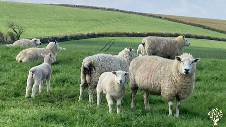 Farm - WWOOF UK