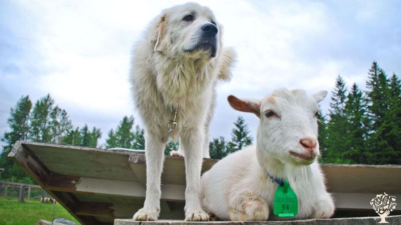 Raw Goat Dairy in Washington State. We have goats, chickens, and dogs ...