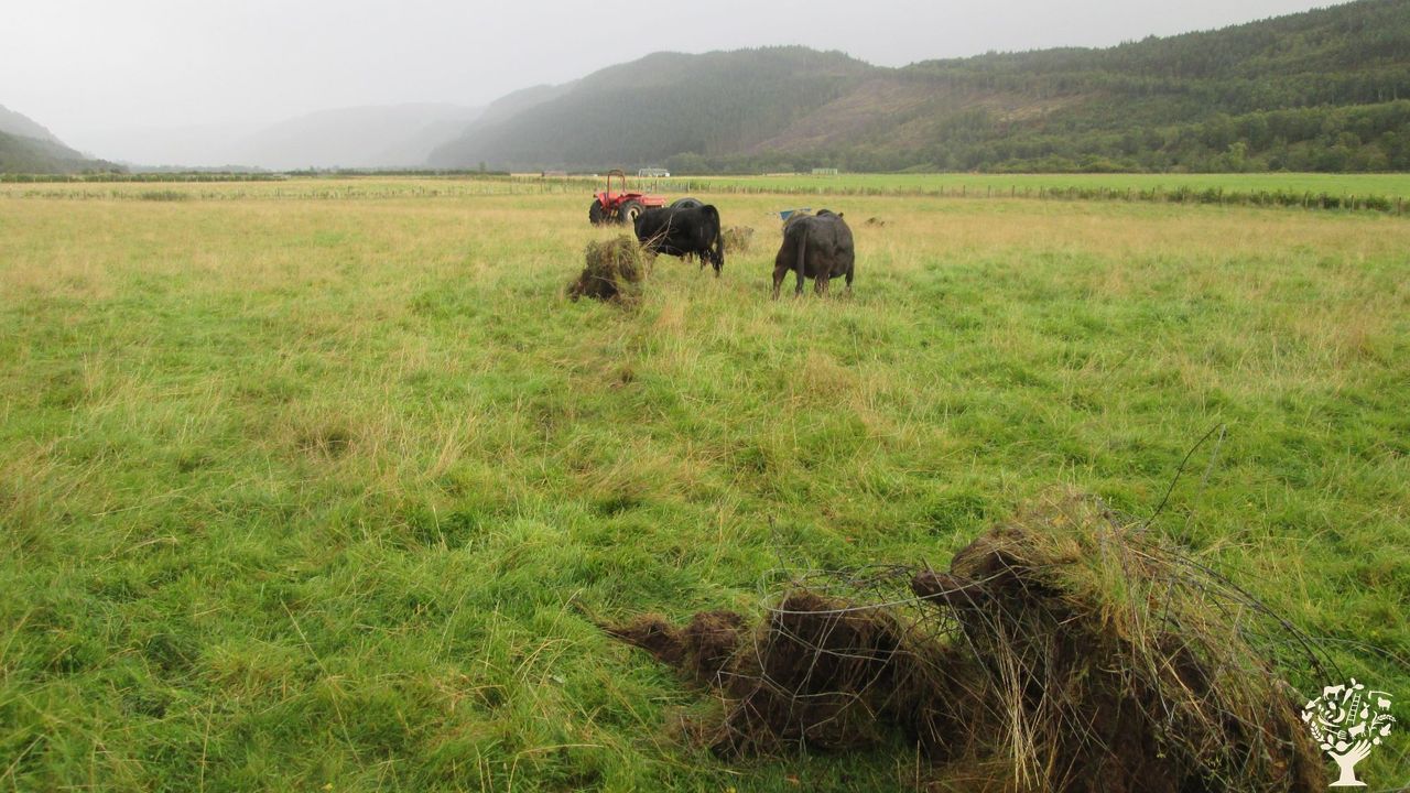 Small farm in the Highlands of Scotland. - WWOOF UK