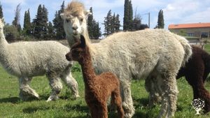Ferme mixte pratiquant l'agro-foresterie et le pastoralisme. - WWOOF France
