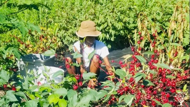 Organic Family Farm in the Rainforest of the US Virgin Islands - WWOOF USA