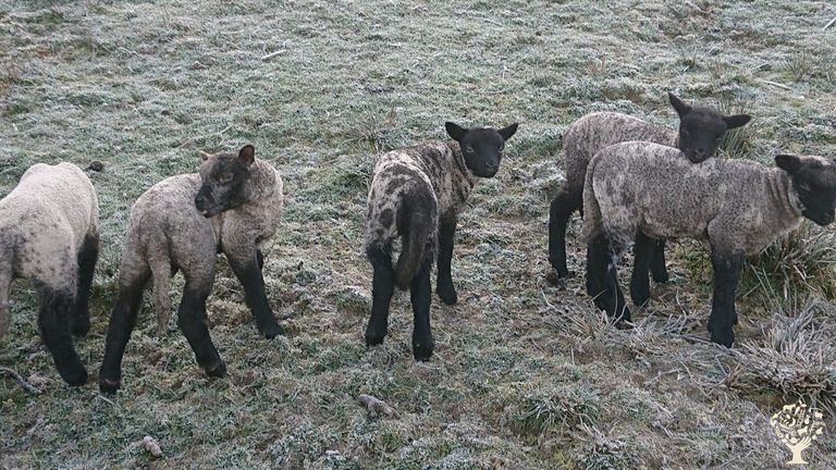 We are a smallholding and permaculture garden growing fruit and ...