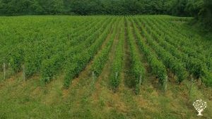 Viticulteur bio en bourgogne - WWOOF France
