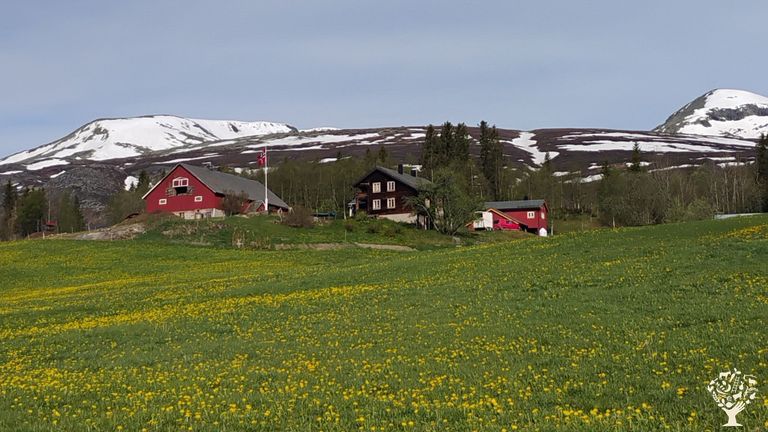 Mjølkegeit og sau på ein fjellgard - WWOOF Norway