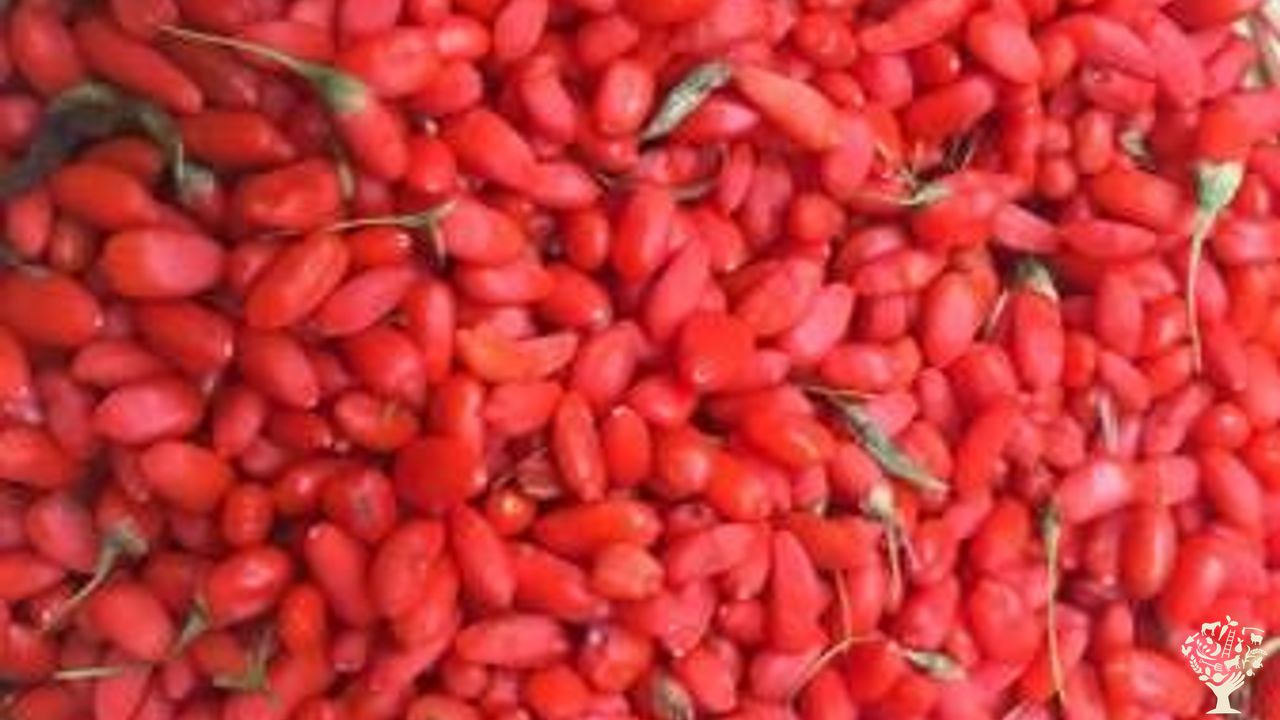 Diversified farm with goji berries, alpacas, mini goats, mini donkey ...