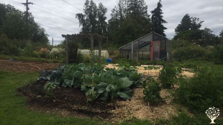 Small island homestead with vegetable garden, fruit trees, berry bushes ...