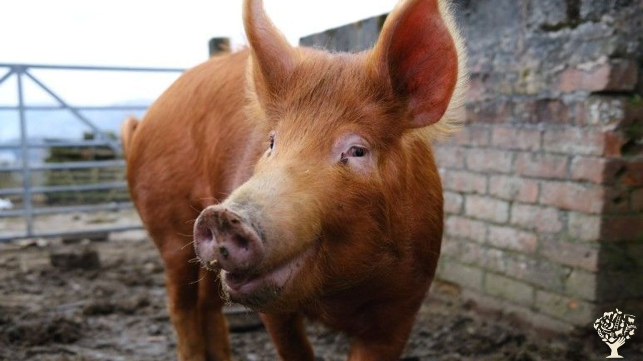 Mixed Cumbrian farm - WWOOF UK
