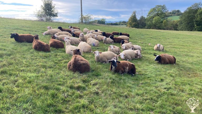 Homestead, Mixed Farm, Family farm - WWOOF Independents