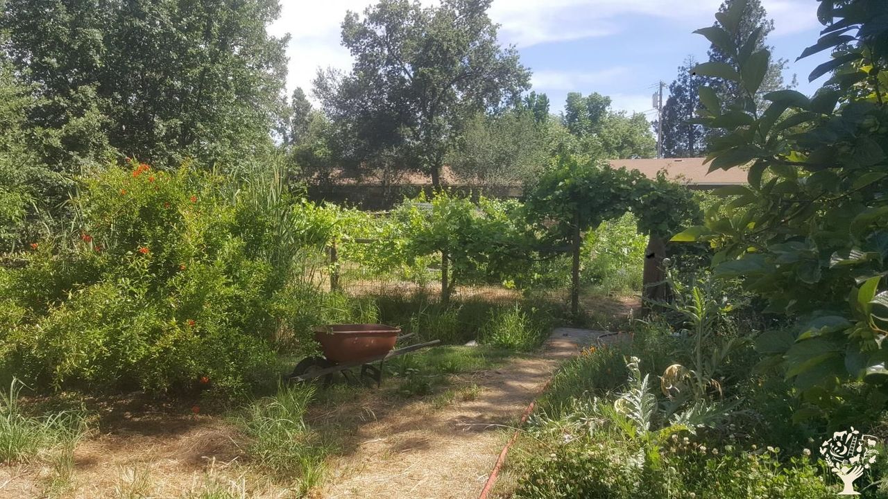 1/2 acre homestead in a suburb of Sacramento with 2000' of garden beds ...