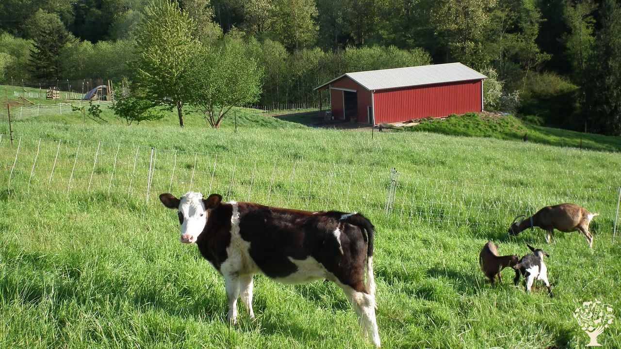 Pasture-based mixed livestock farm focused on animal welfare and ...