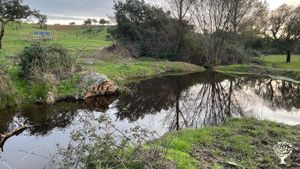 Organic farm with animals, we have goats, sheep and cows - WWOOF Portugal