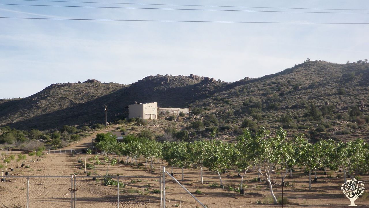 Pistachio farm near Kingman, AZ surround by beautiful scenery and ...