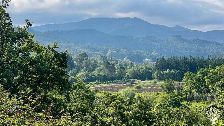 Horses & Reganerative Apple orchard - WWOOF Portugal