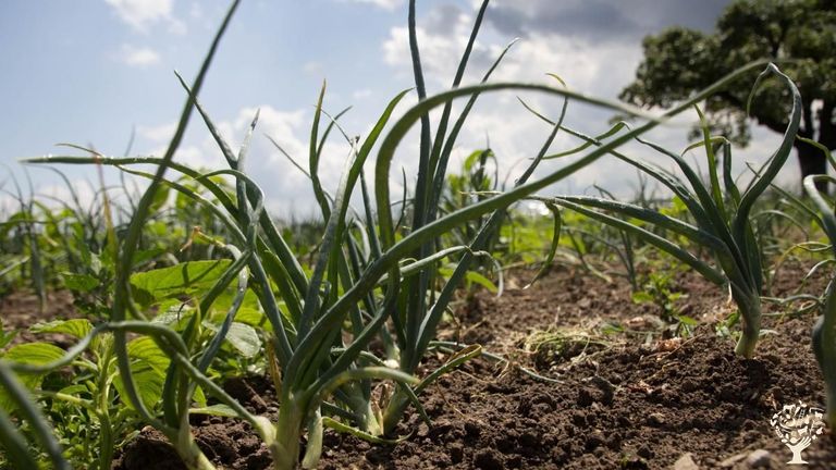 Petite exploitation, Jardin maraîcher, Ferme mixte, Micromaraîchage ...