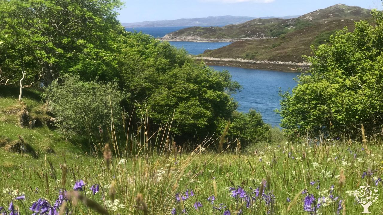 Scottish Highland Croft with organic growing tunnel - WWOOF UK