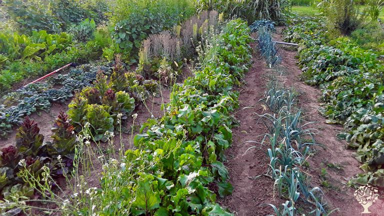 Small organic seed farm & homestead in Southwestern Colorado - WWOOF USA