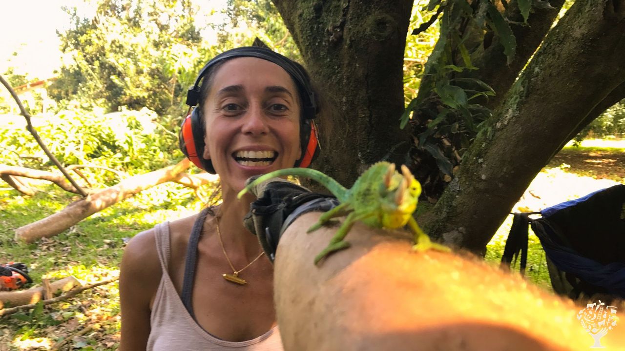 64 acres of macadamia nut trees, sustainable/Regenerative food forest ...