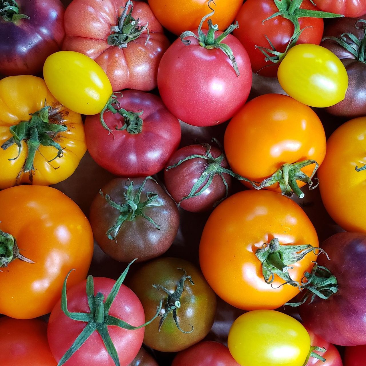 Diverse family farm growing tomatoes, citrus, mango, strawberries ...