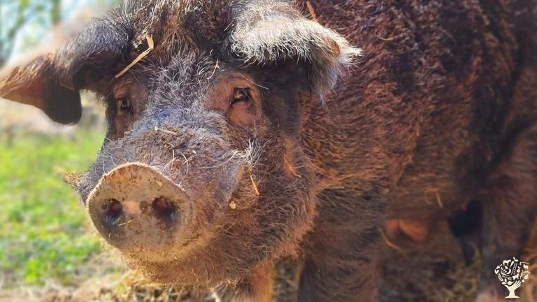 Hobby Farm, with pigs, vegetables, a large garden and original ...