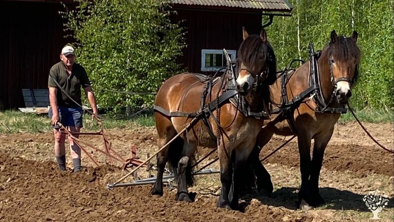 Organic farm in Sweden in the county of Dalarna - WWOOF Sweden