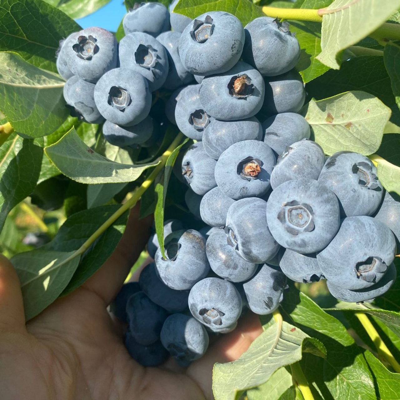 Blueberries, large organic garden, and a small apple and pear orchard ...