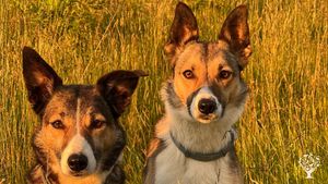 Evanachan Farm - WWOOF UK