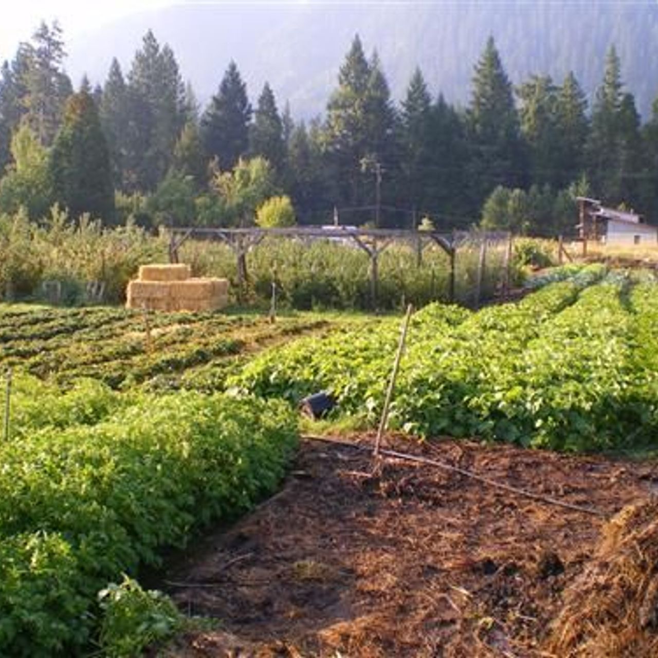 Certified OG fruit and vegetable farm located in Oregon - all hand ...