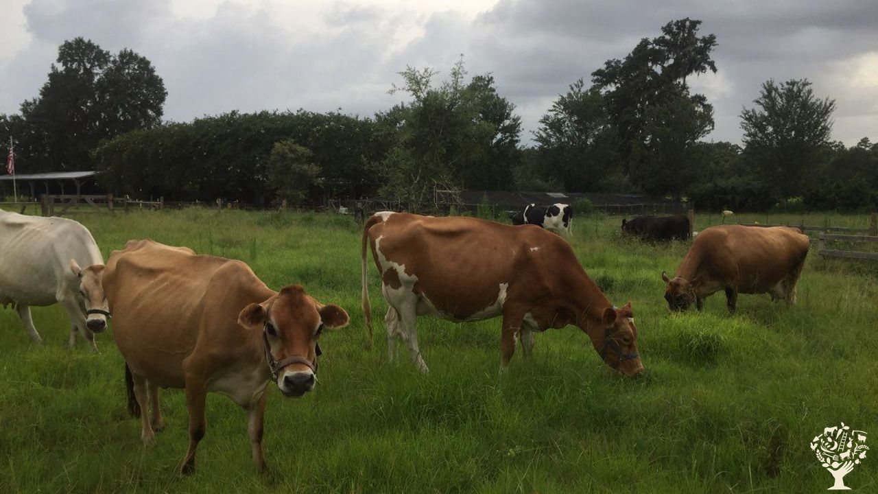 Welcome to Irish Acres – A heather of Heaven on Earth Tucked into the ...
