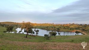 Organic farm with animals, we have goats, sheep and cows - WWOOF Portugal