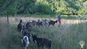 Ferme laitière vache et chèvre - WWOOF France