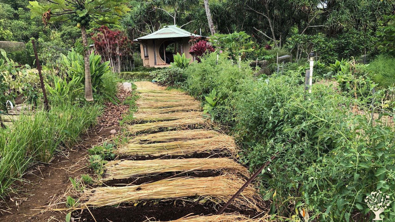 Off-grid lush 5-acre family farm on the North Shore of Maui - WWOOF USA