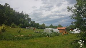 Culture d'osier et vannerie en pleine nature (campagne limitrophe ...