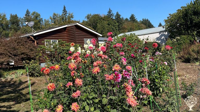 Pastured Poultry Farm with Blueberries and a 1/2 market Garden - WWOOF USA
