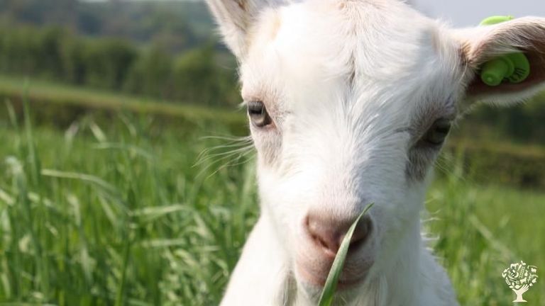 Farm - WWOOF UK