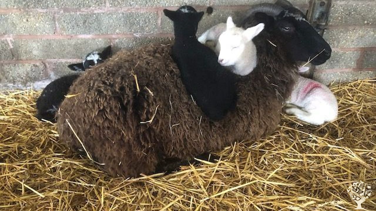 Farm - WWOOF UK