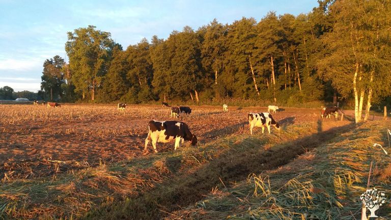 Homestead, Livestock Farm, Farm, Family farm - WWOOF Deutschland